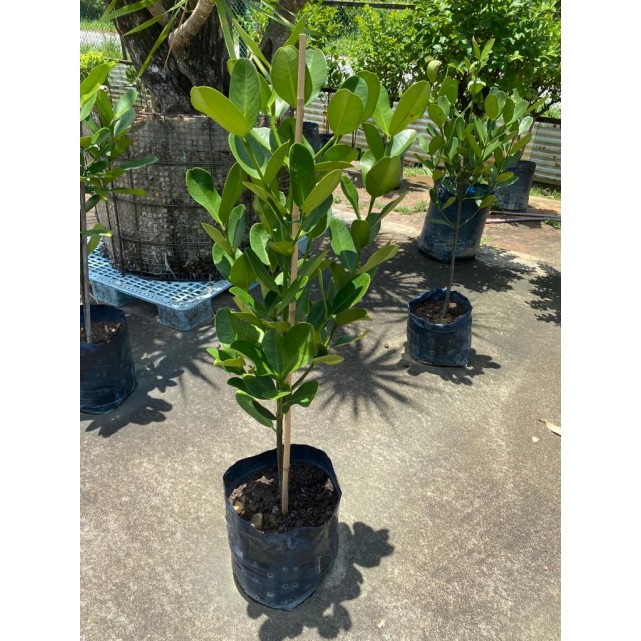 Buy Garcinia subelliptica (Happiness Tree) (1.0m to 1.5m height) | Guan ...
