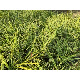 Groundcovers Guan Lee Heng Landscaping Pte Ltd