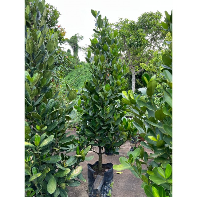 Buy Garcinia subelliptica (Happiness Tree) (2.0m to 2.5m height) | Guan ...