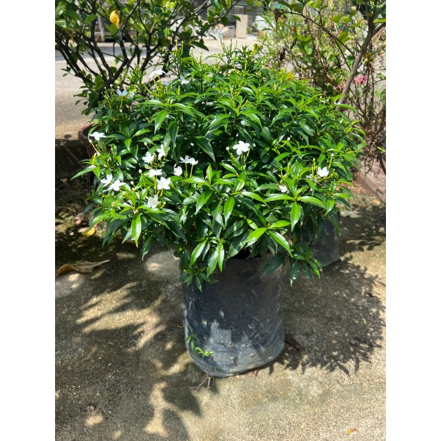 Buy Tabernaemontana divaricata (dwarf) | Guan Lee Heng Landscaping Pte Ltd