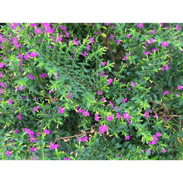 Buy Cuphea hyssopifolia (Mexican Heather) | Guan Lee Heng Landscaping ...